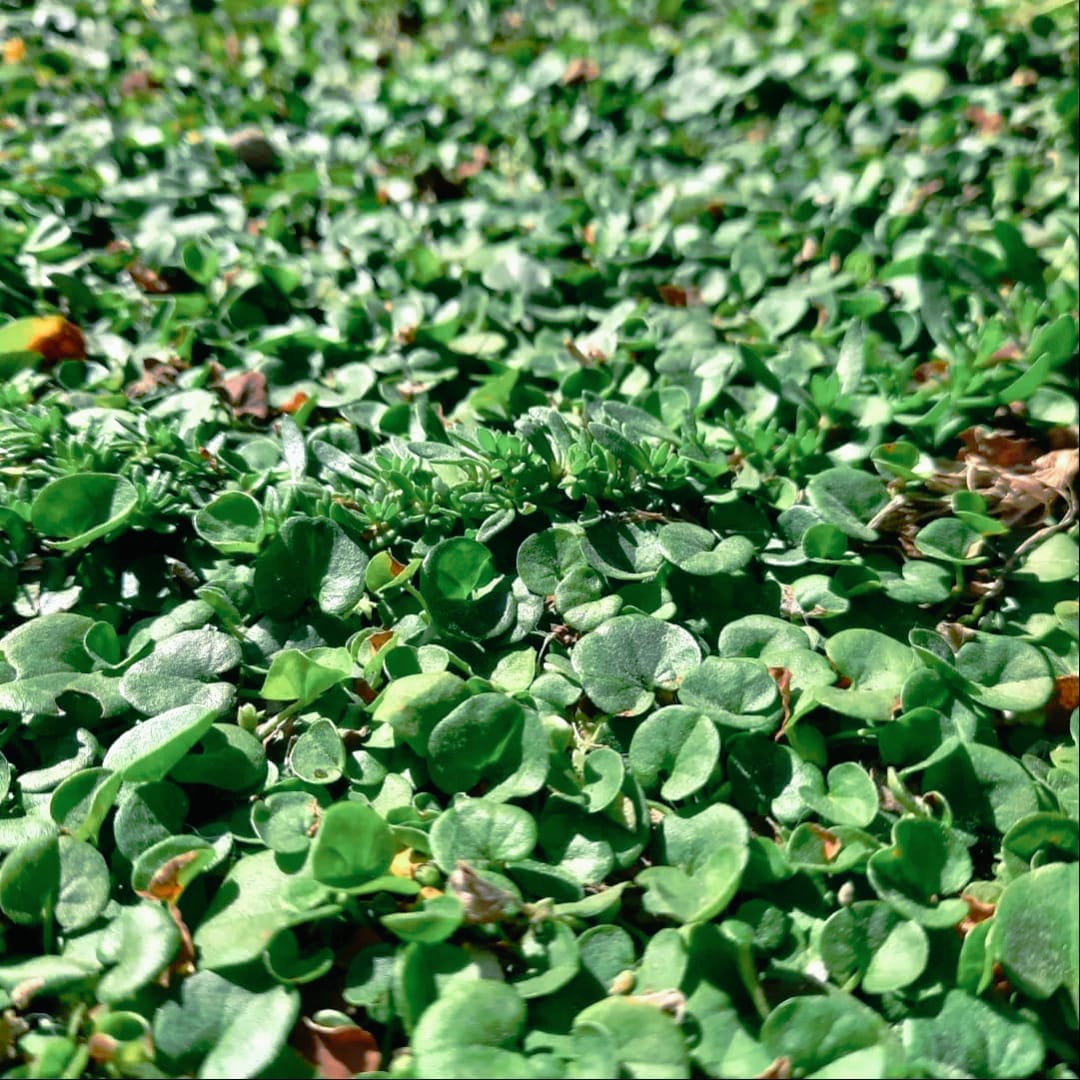 Estoy verde. Por María José Colombo – En el margen.